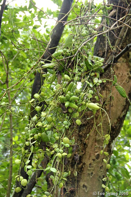Urban Forest: Virgin trip to Mandai Mangroves